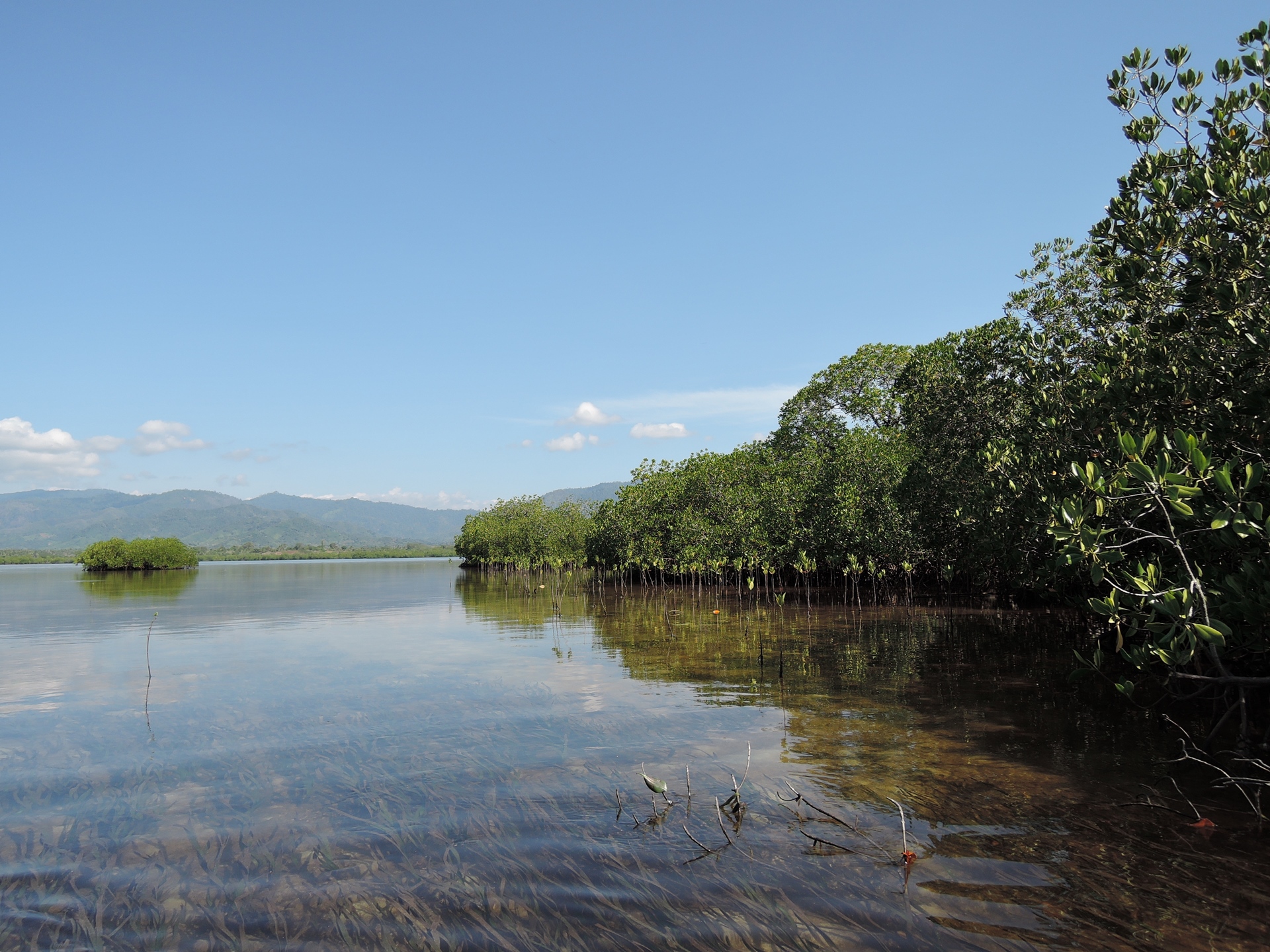 Seminar on mangroves, seagrass meadows and peat swamp forests in ...